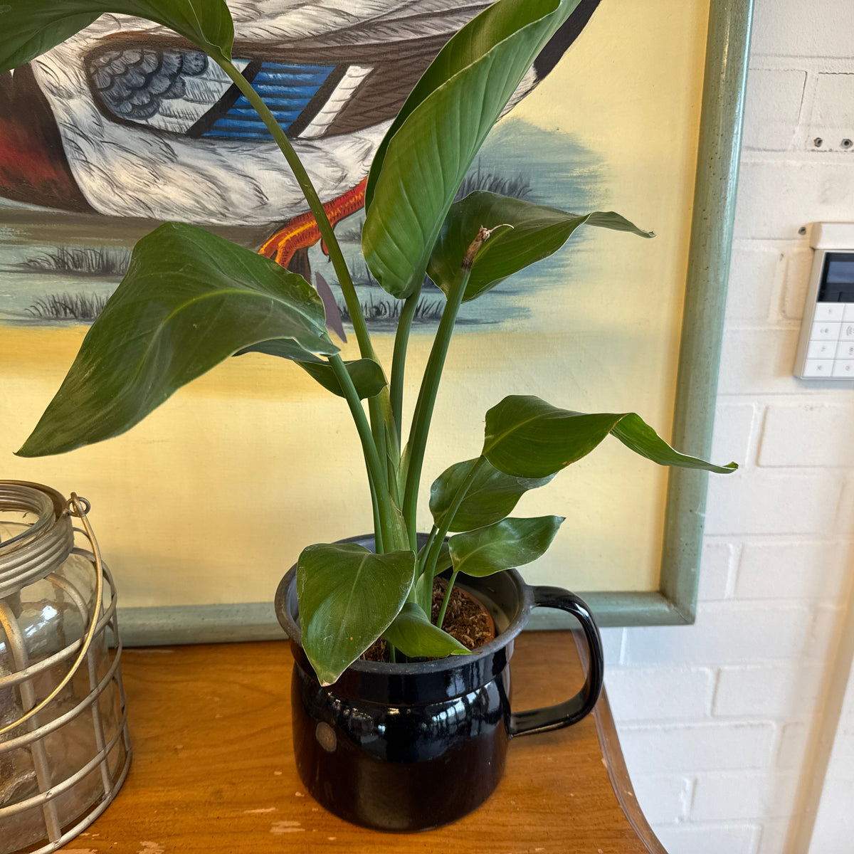 Emaille pot met plant – Glunder